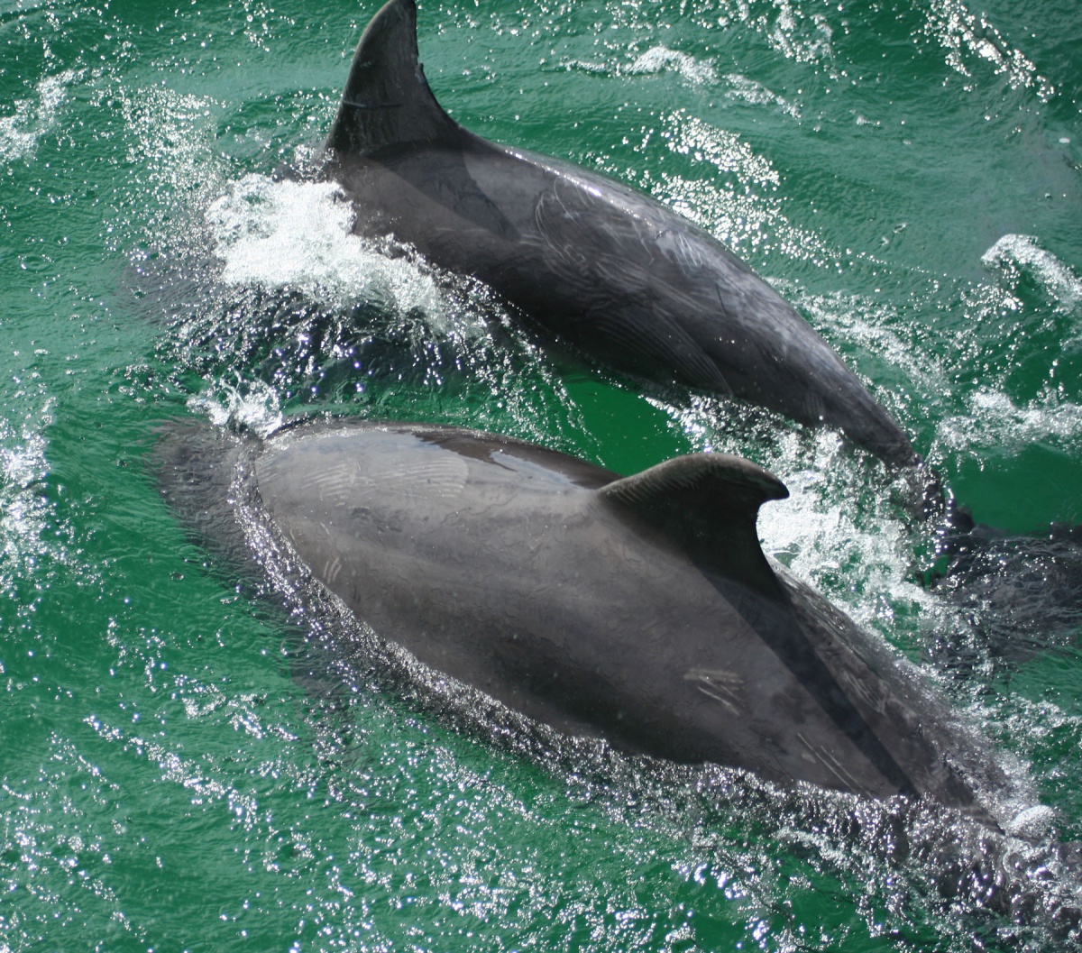 Turus Mara - Back up and Running! - Turus Mara