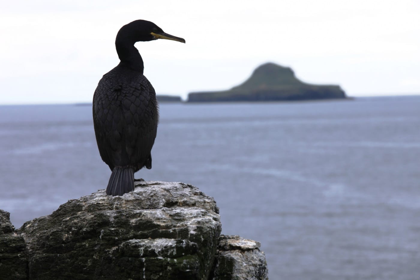 Record Puffin Numbers in the Treshnish Isles — Turus Mara