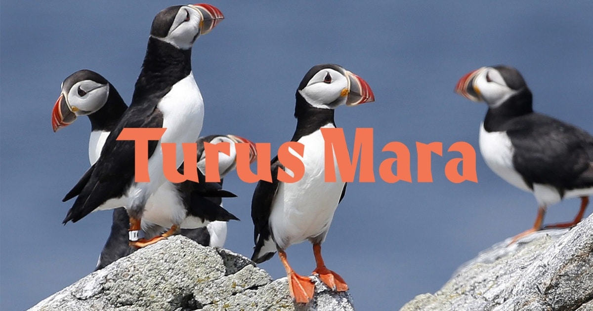 Turus Mara — Staffa and Treshnish Isles Wildlife Trips and Tours