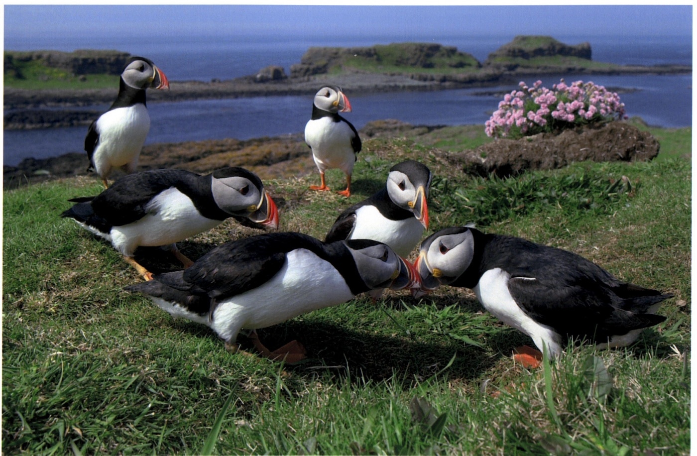Staffa & Treshnish Isles 2024 Bookings - Turus Mara