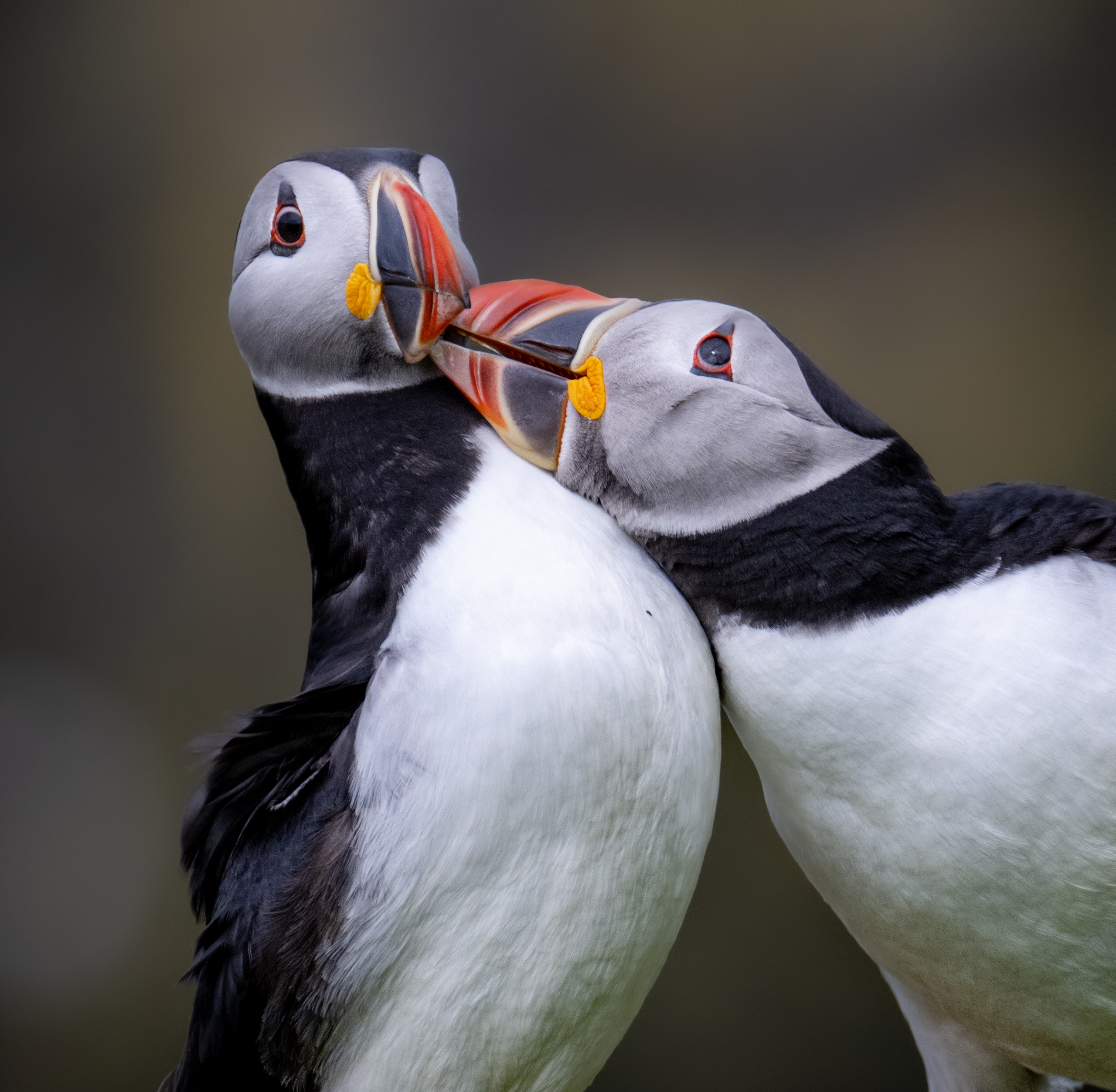 Early August Puffins - Turus Mara